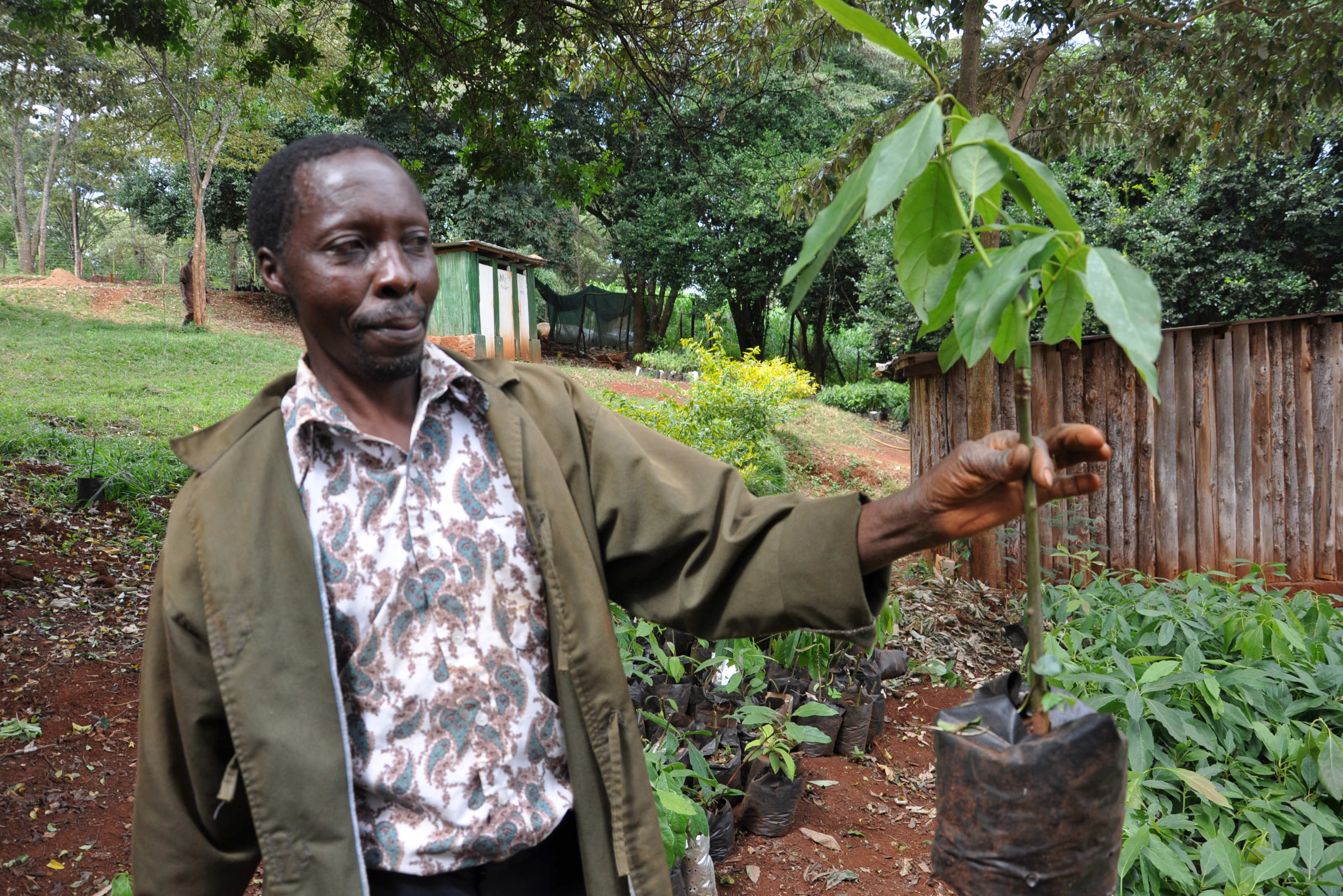 Root Capital: Macadamia farming in a shifting climate | Swiss Re
