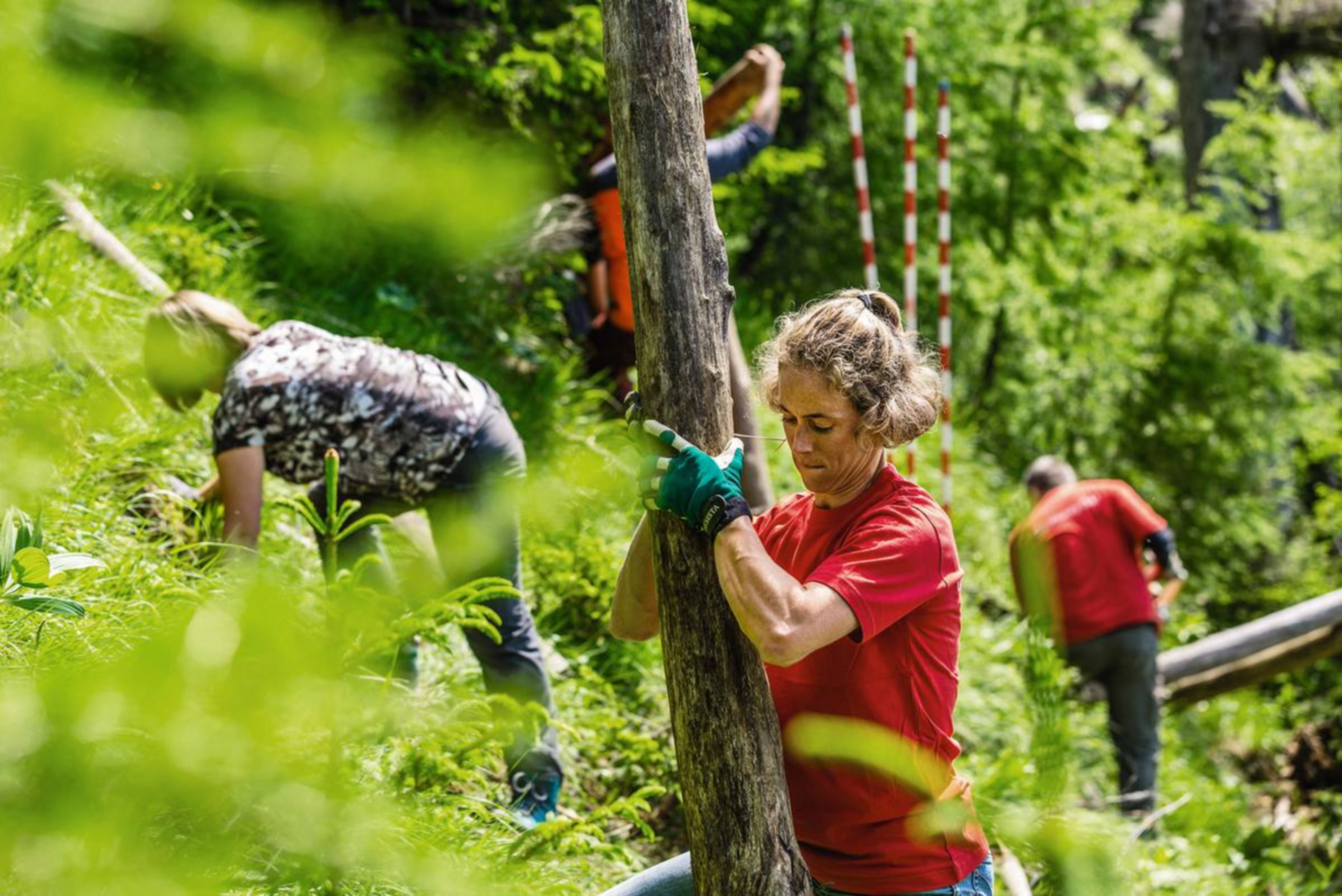 The Bergwaldprojekt: A natural shield against natural disaster | Swiss Re